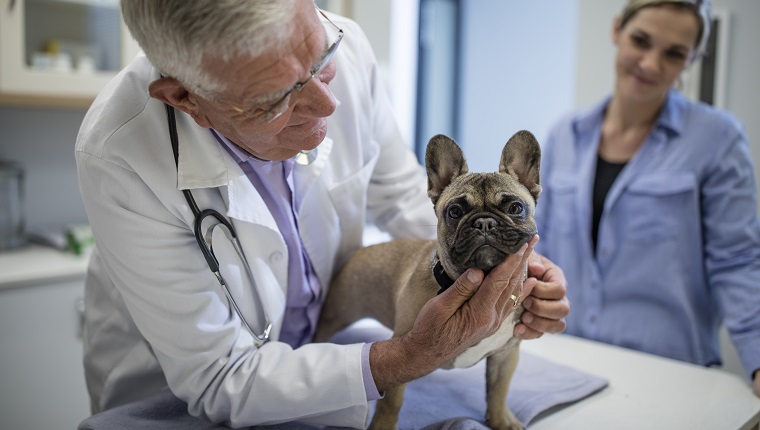 Zyrtec (Cetirizine) For Dogs: Uses, Dosage, & Side Effects - DogTime