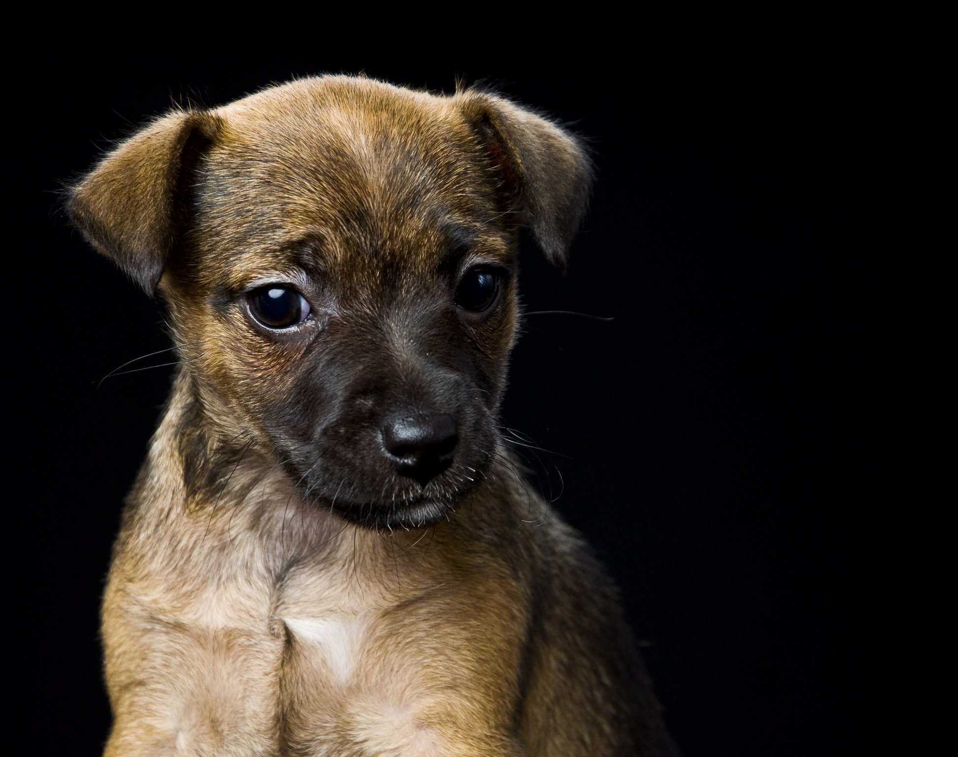 Patterdale Terrier Dog Breed Information & Characteristics