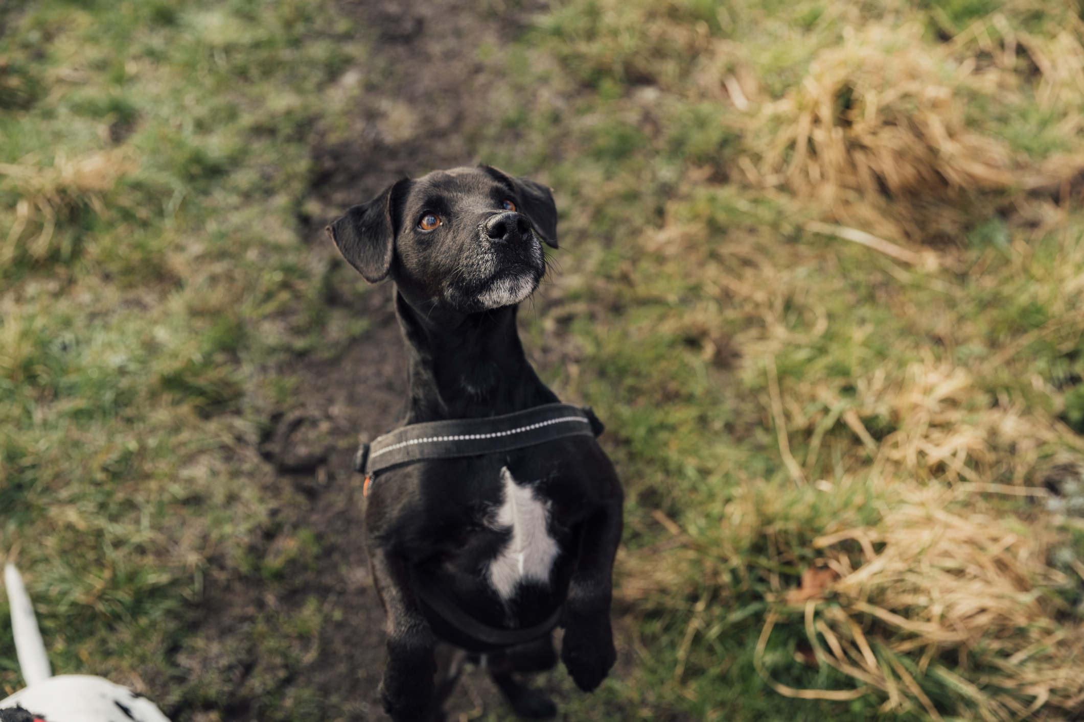 Patterdale Terrier Dog Breed Information & Characteristics
