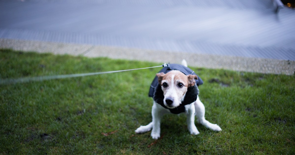 Fecal Impaction In Dogs: Symptoms, Causes, & Treatments - DogTime