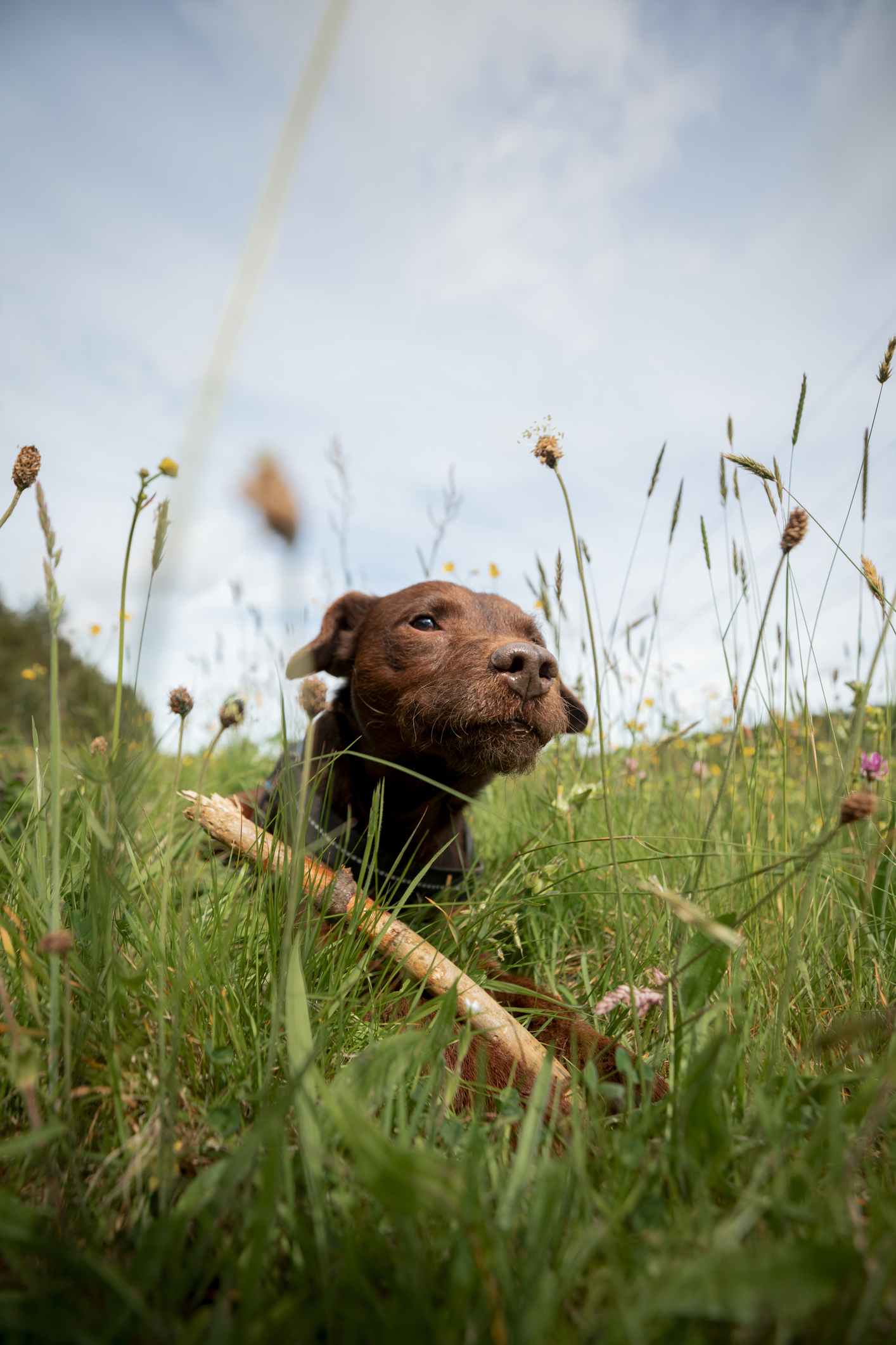 Patterdale Terrier Dog Breed Information & Characteristics