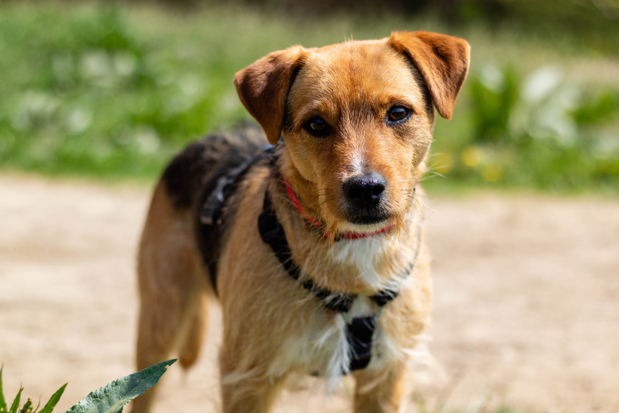 Patterdale Terrier Dog Breed Information & Characteristics