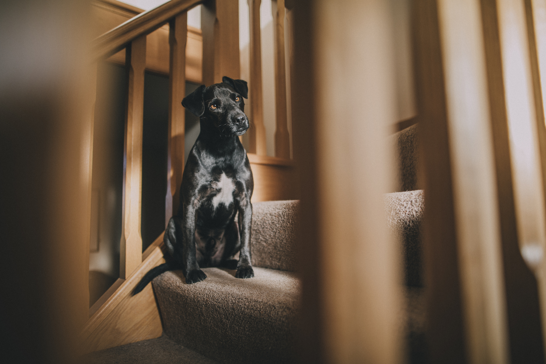 Patterdale Terrier Dog Breed Information & Characteristics