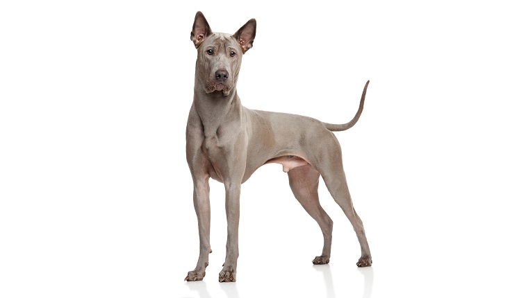 Thai Ridgeback Dog Breed Pictures, Characteristics, & Facts