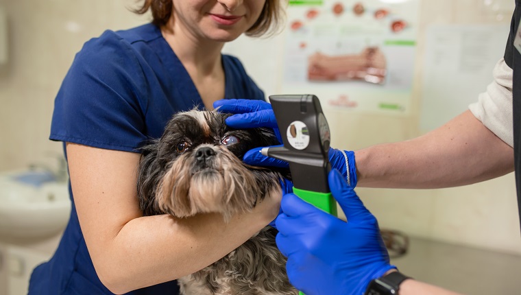 Glaucoma In Dogs: Symptoms, Causes, & Treatments - DogTime