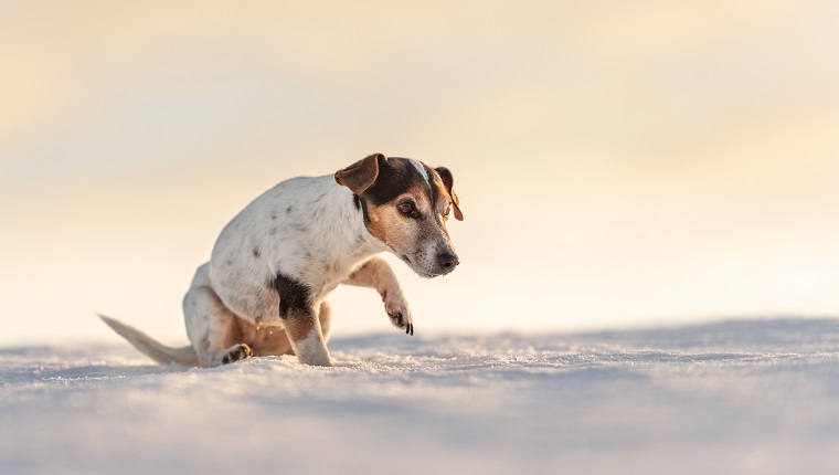Frostbite In Dogs: Symptoms, Causes, & Treatments - DogTime