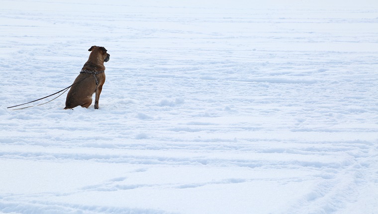 Frostbite In Dogs: Symptoms, Causes, & Treatments - DogTime