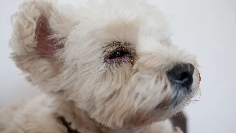 Dry Eye In Dogs: Symptoms, Causes, & Treatments - DogTime