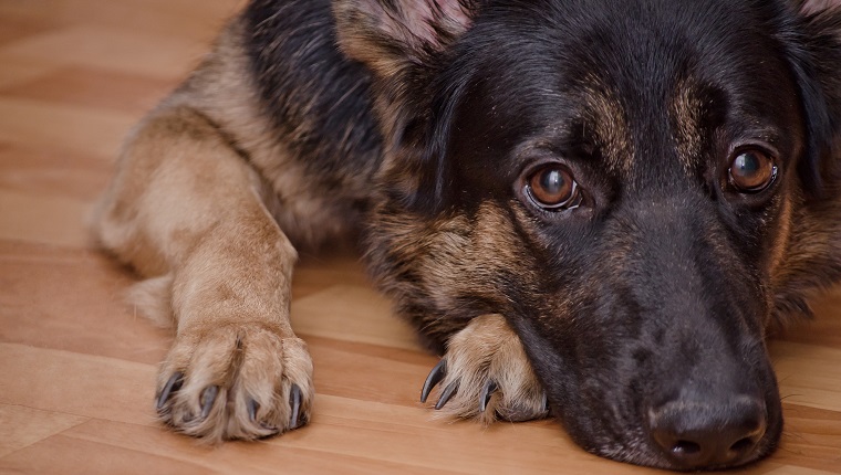 Elbow Dysplasia In Dogs: Symptoms, Causes, & Treatments - DogTime
