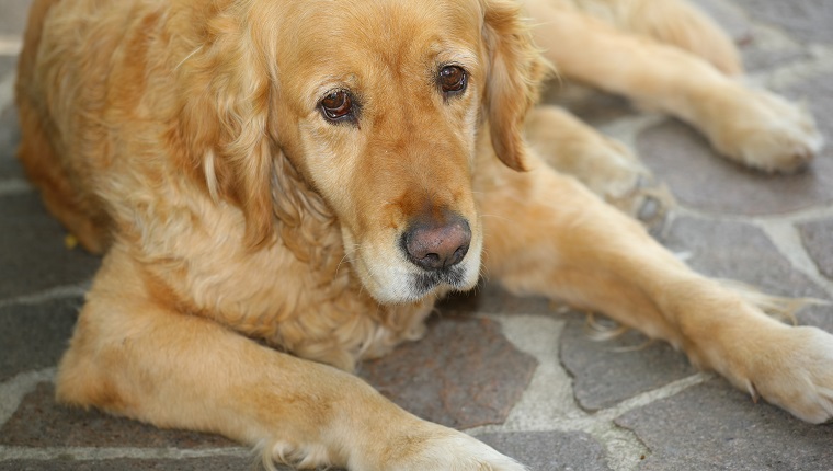 Elbow Dysplasia In Dogs: Symptoms, Causes, & Treatments - DogTime