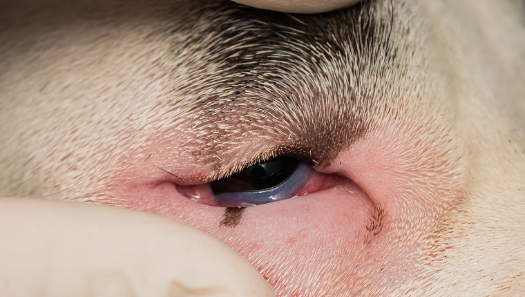 Entropion In Dogs: Symptoms, Causes, & Treatments - DogTime