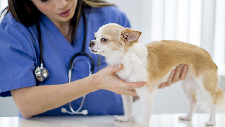 Folliculitis In Dogs: Symptoms, Causes, & Treatments - DogTime