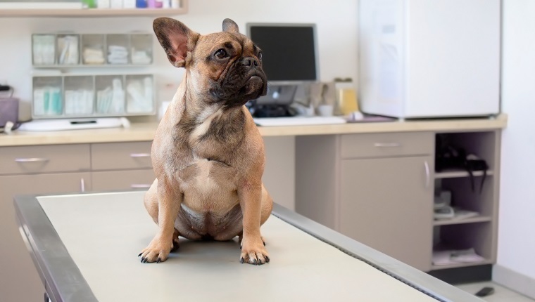 Folliculitis In Dogs: Symptoms, Causes, & Treatments - DogTime