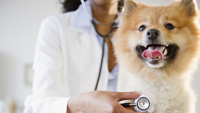 Laryngitis In Dogs: Symptoms, Causes, & Treatments - DogTime