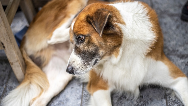 Skin Allergies In Dogs: Symptoms, Causes, & Treatments - DogTime