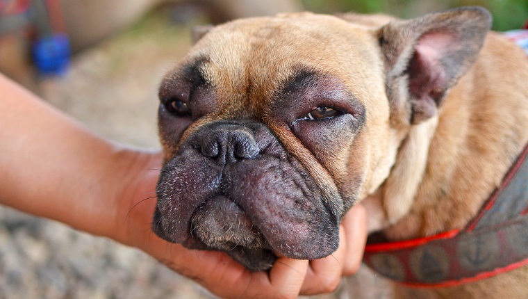 Swollen Eyes In Dogs: Symptoms, Causes, & Treatments - DogTime