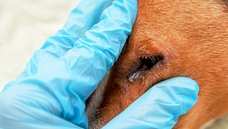 Swollen Eyes In Dogs: Symptoms, Causes, & Treatments - DogTime