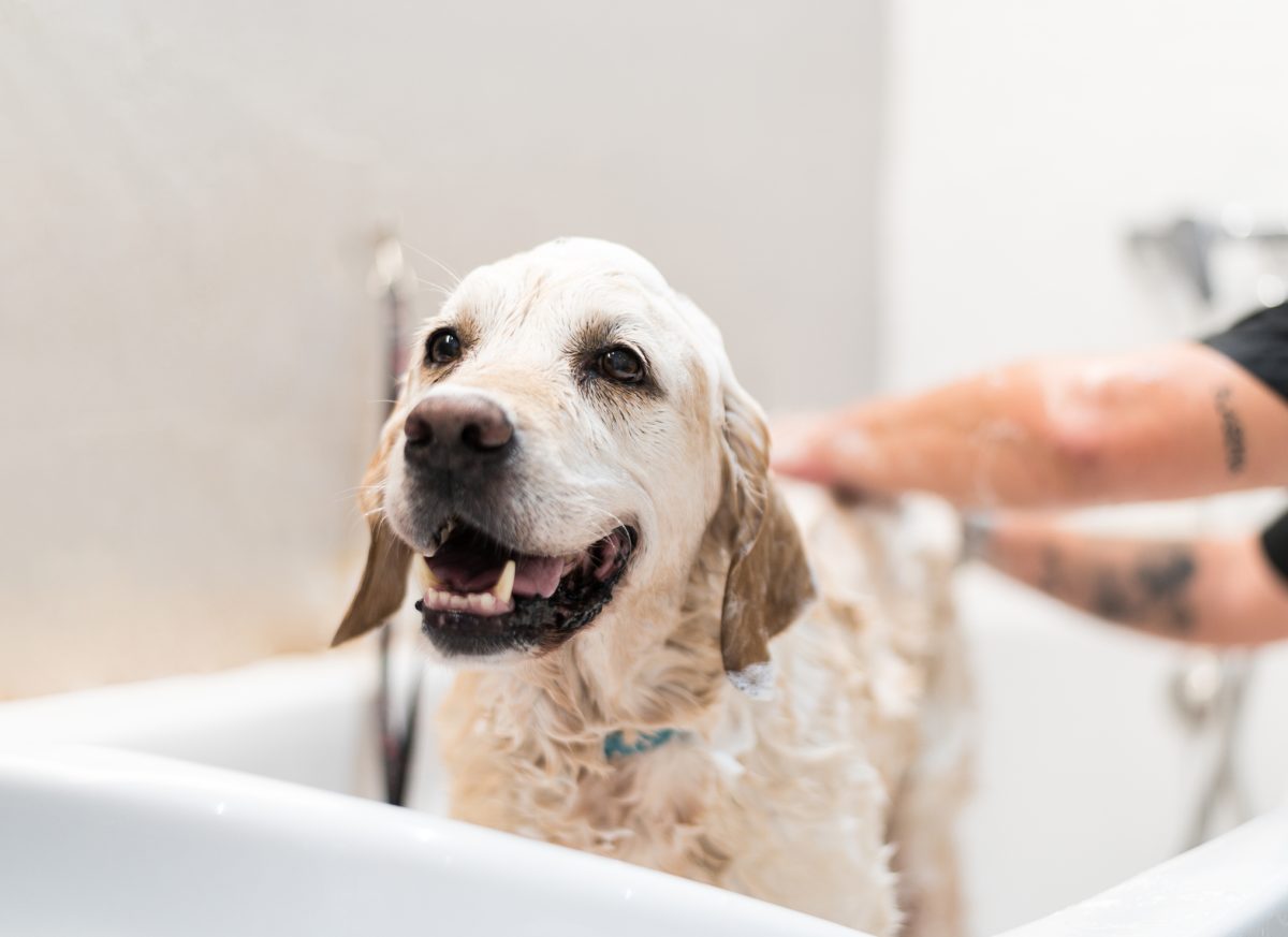 Dogs 101: Everything You Should Know About Bathing Your Dog