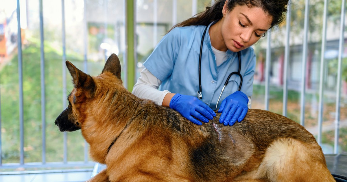 Staph Infection In Dogs: Symptoms, Causes, And Treatments - DogTime
