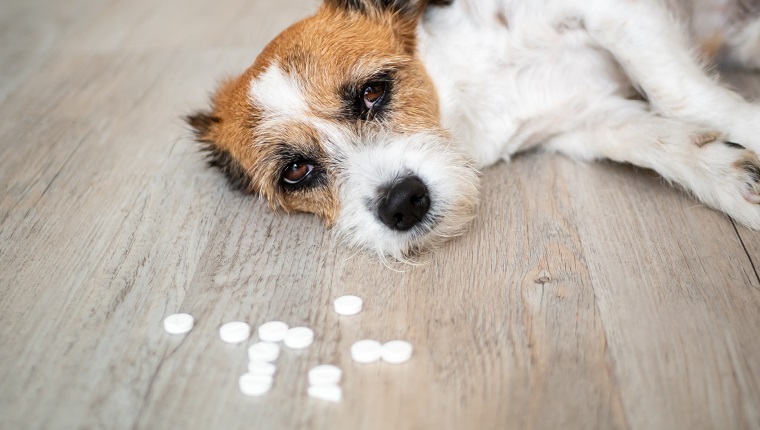 Claritin For Dogs: Uses, Dosage, & Side Effects