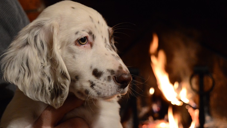 Minor Burns On Dogs: Symptoms, Causes, & Treatments - DogTime