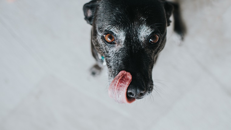 Try These Tips To Get Your Picky Dog To Eat Their Food - DogTime