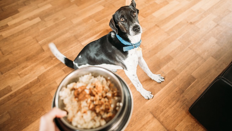 Try These Tips To Get Your Picky Dog To Eat Their Food - DogTime