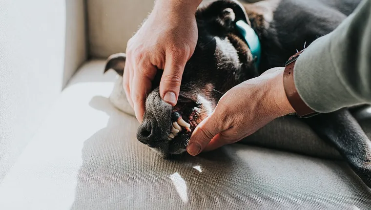 Mouth Tumors In Dogs: Symptoms, Causes, & Treatments - DogTime