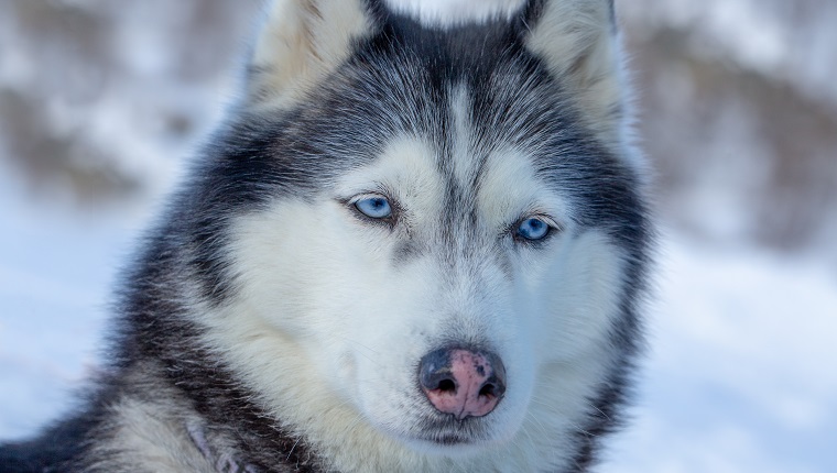 Nasal Pigmentation In Dogs: Symptoms, Causes, & Treatments - DogTime