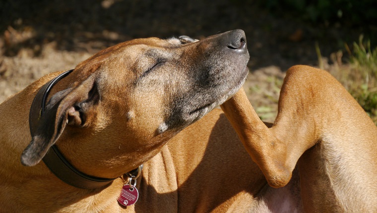 Seborrhea In Dogs: Symptoms, Causes, & Treatments - DogTime