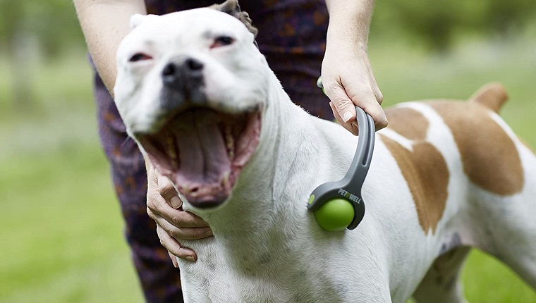 High Tech Holiday Gift Guide: 9 Dog Gadgets And Contraptions - DogTime
