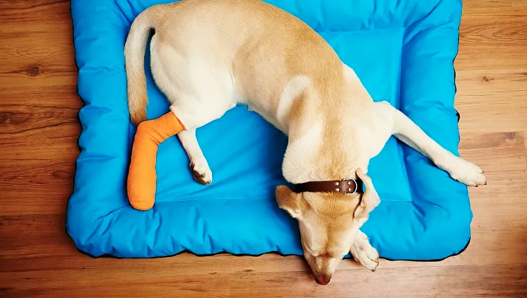 Torn Ligaments in Dogs: Symptoms, Causes, & Treatments