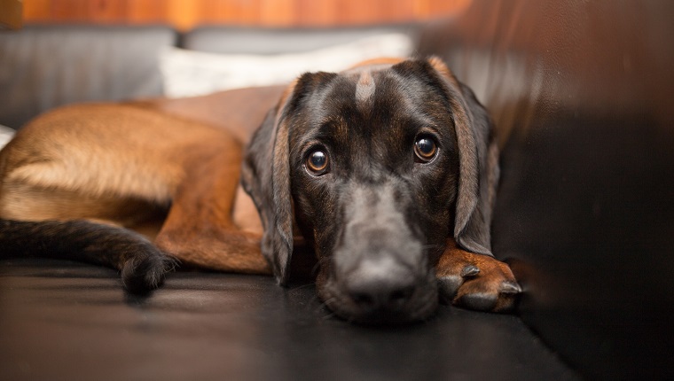 Sinusitis In Dogs: Symptoms, Causes, & Treatments - DogTime