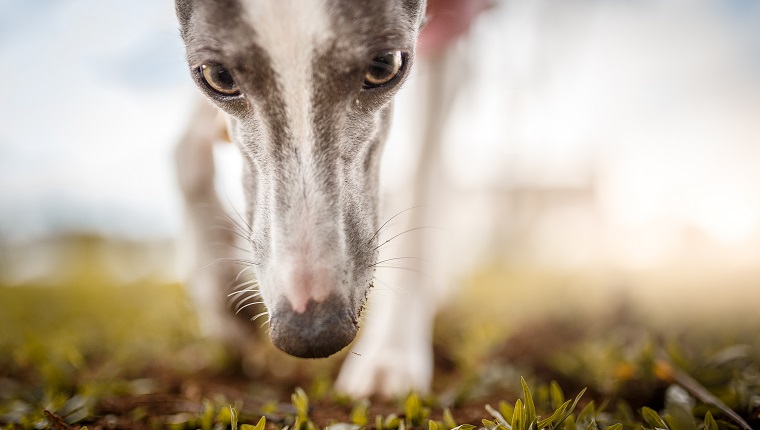 Sinusitis In Dogs: Symptoms, Causes, & Treatments - DogTime