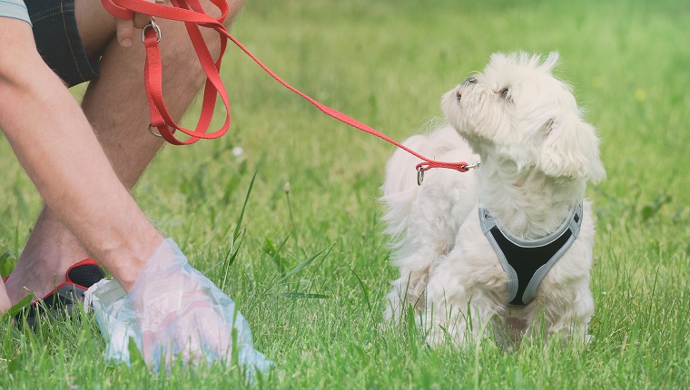 Roundworms In Dogs: Symptoms, Causes, & Treatments - DogTime