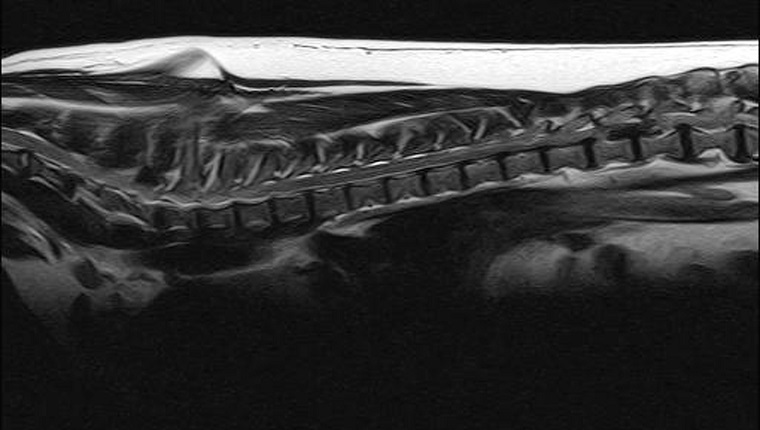 Ruptured (Herniated) Disc In Dogs: Symptoms, Causes, & Treatments - DogTime