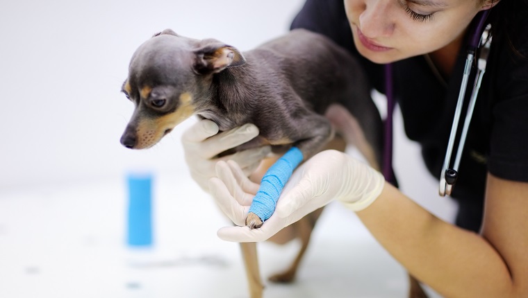 Strains And Sprains In Dogs: Symptoms, Causes, & Treatments - DogTime