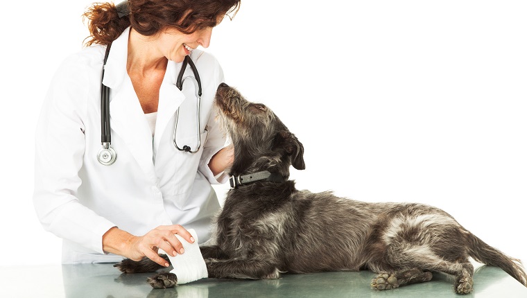 Strains And Sprains In Dogs: Symptoms, Causes, & Treatments - DogTime