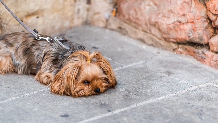 Tracheal Collapse In Dogs: Symptoms, Causes, & Treatments - DogTime