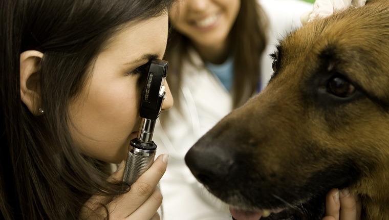 Uveitis In Dogs: Symptoms, Causes, & Treatments - DogTime