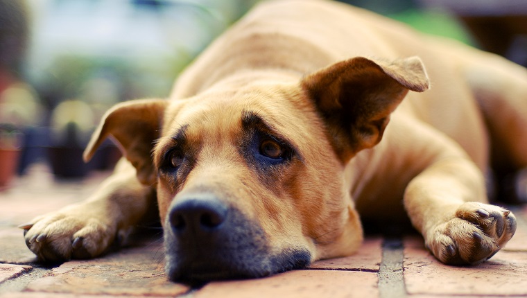 Whipworm In Dogs: Symptoms, Causes, & Treatments - DogTime