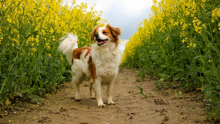 Kromfohrlander Dog Breed Information & Characteristics
