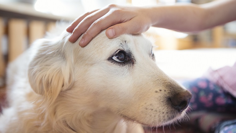Do Female Dogs Get Periods? What Are The Signs? - DogTime