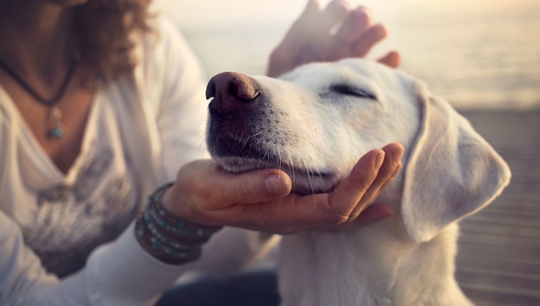 Do Female Dogs Get Periods? What Are The Signs? - DogTime