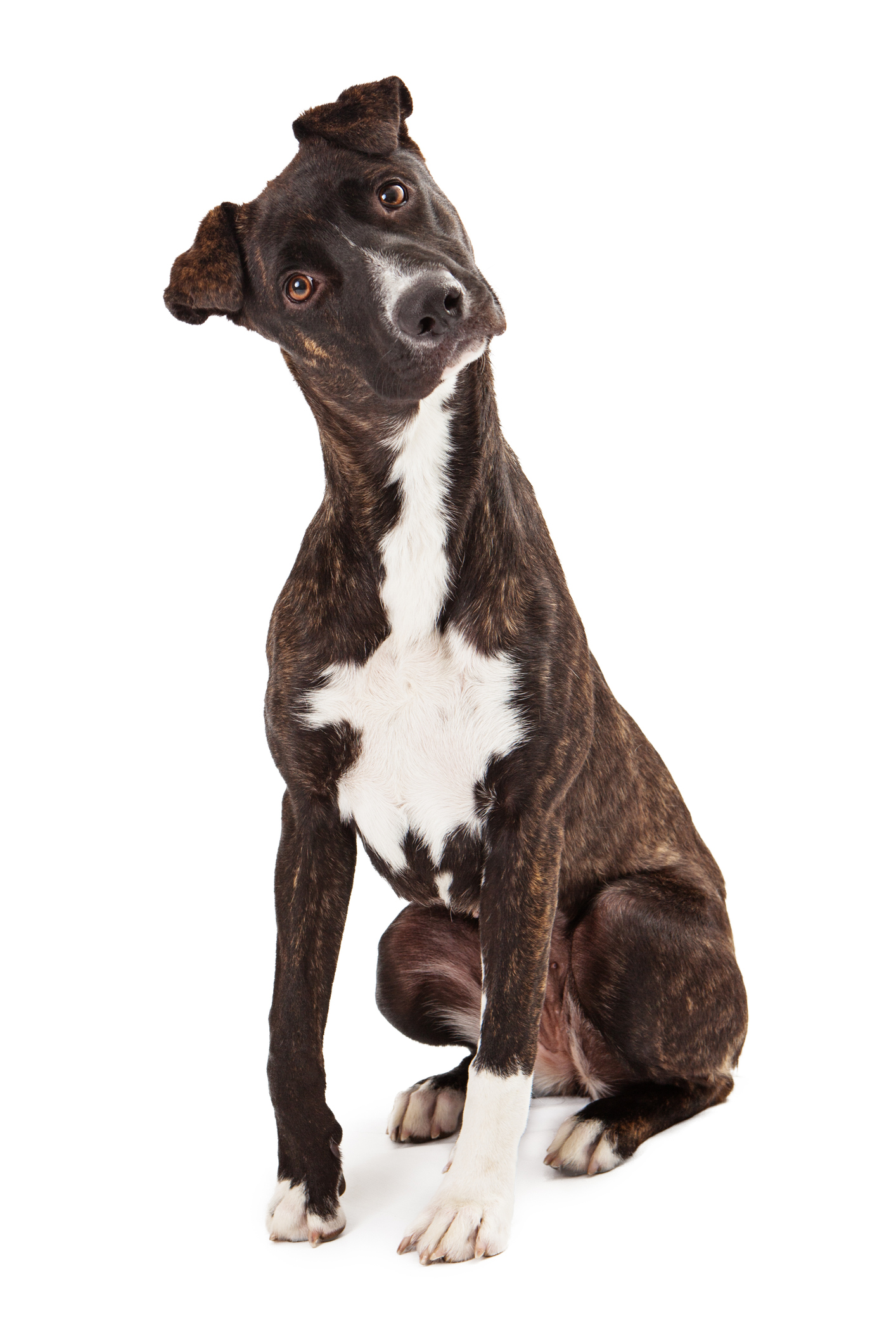 Mountain Cur Dog Breed Information & Characteristics