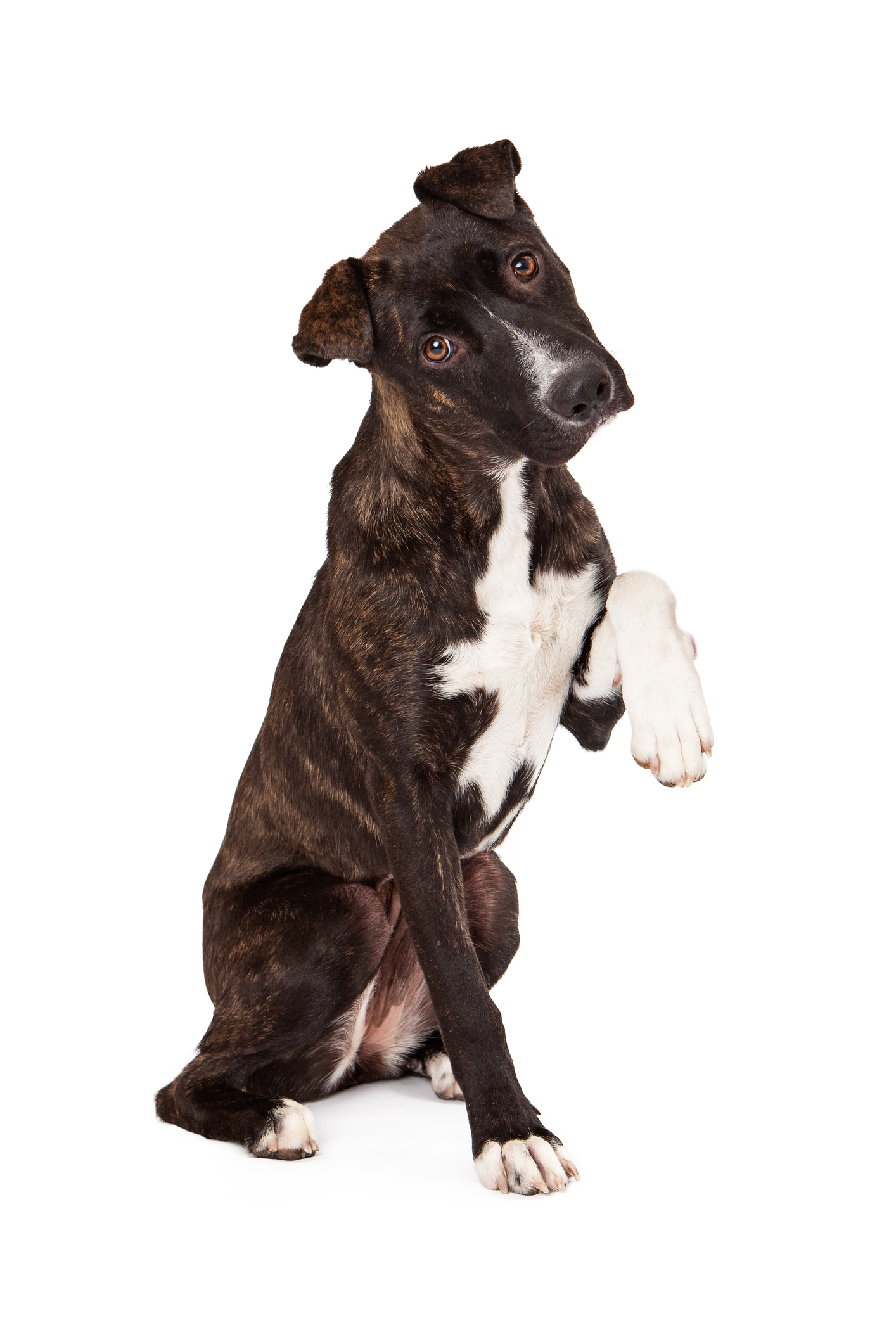 Mountain Cur Dog Breed Information & Characteristics