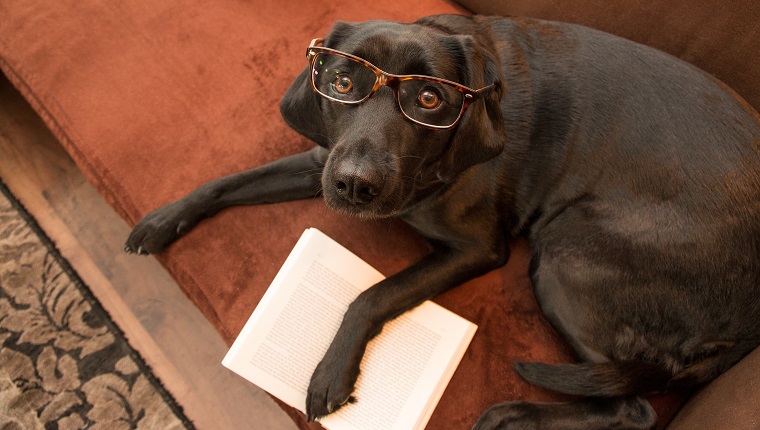 How Sentient Are Dogs? Are They As Sentient As We Are? - DogTime