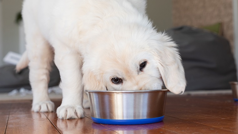 Different Breed Needs: Learn The Nutritional Differences For Small ...