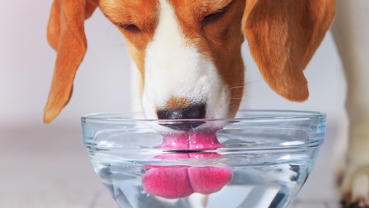 Why You Should Start Filtering Your Dog's Water - DogTime