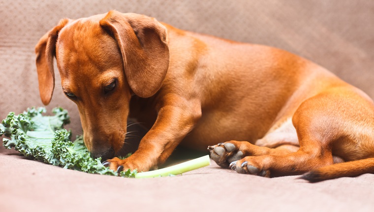 Can Dogs Eat Kale? Is Kale Safe For Dogs? - DogTime